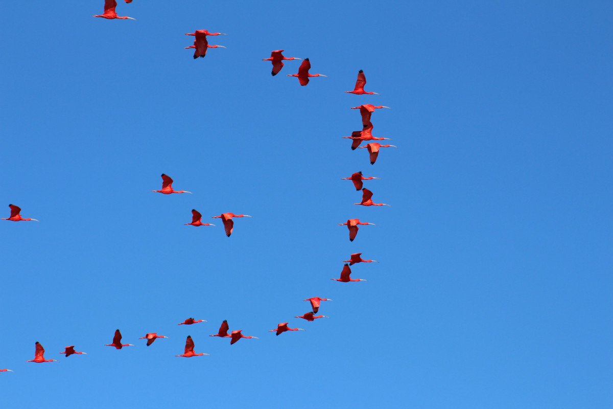 Voos vermelhos no manguezal: guará é símbolo do bairro Espinheiros, em ...
